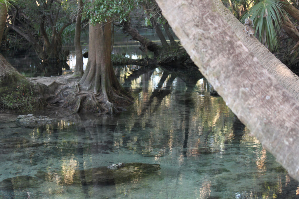 3 Natural Springs State Parks Near Anna Maria Island for a Day Trip ...